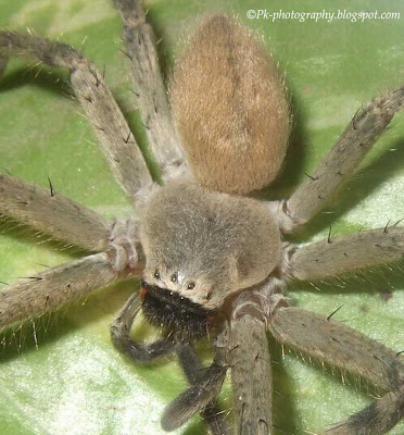 Huntsman Spiders | Nature, Cultural, and Travel Photography Blog