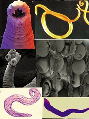 erisbeth ramirez: parasitismo