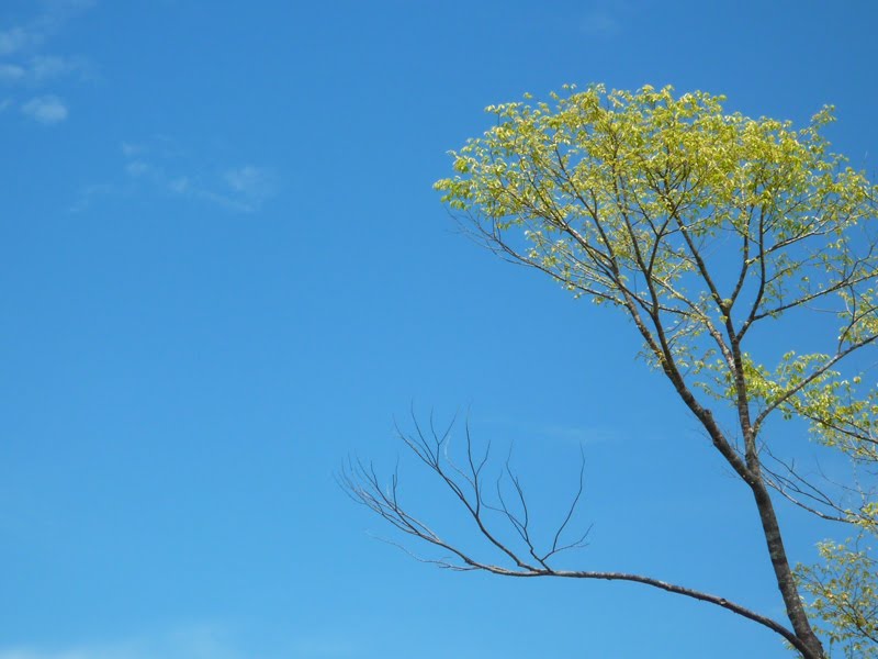 cosas que tengo adentro: Arboles y Chamizos