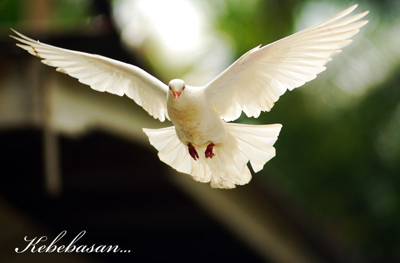 “The heart is like a bird: love at its head and its two wings are hope ...