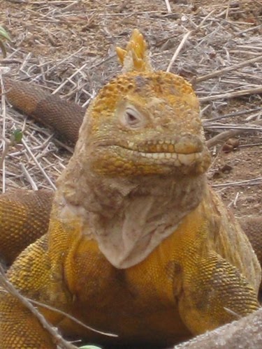 Rejse til Galápagos & Ecuador: Fregatfugle, leguaner og hajer