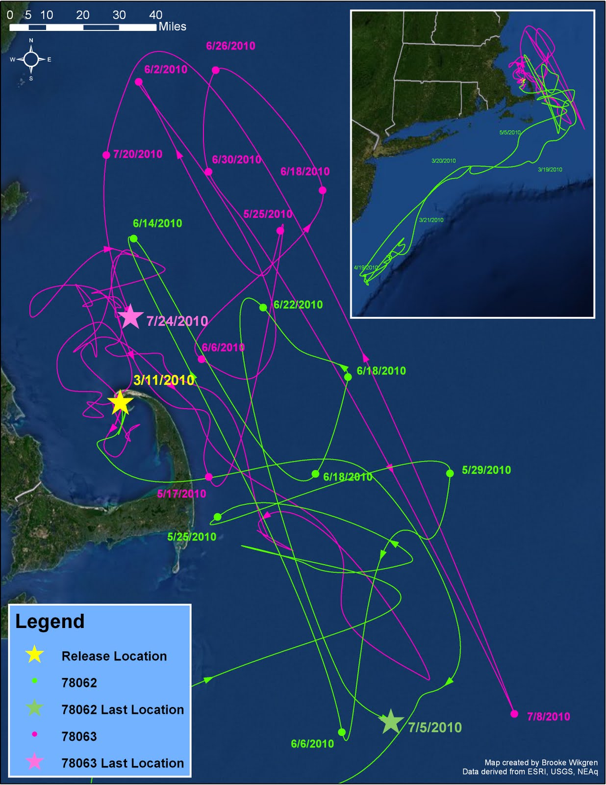 Marine Animal Rescue Team Blog