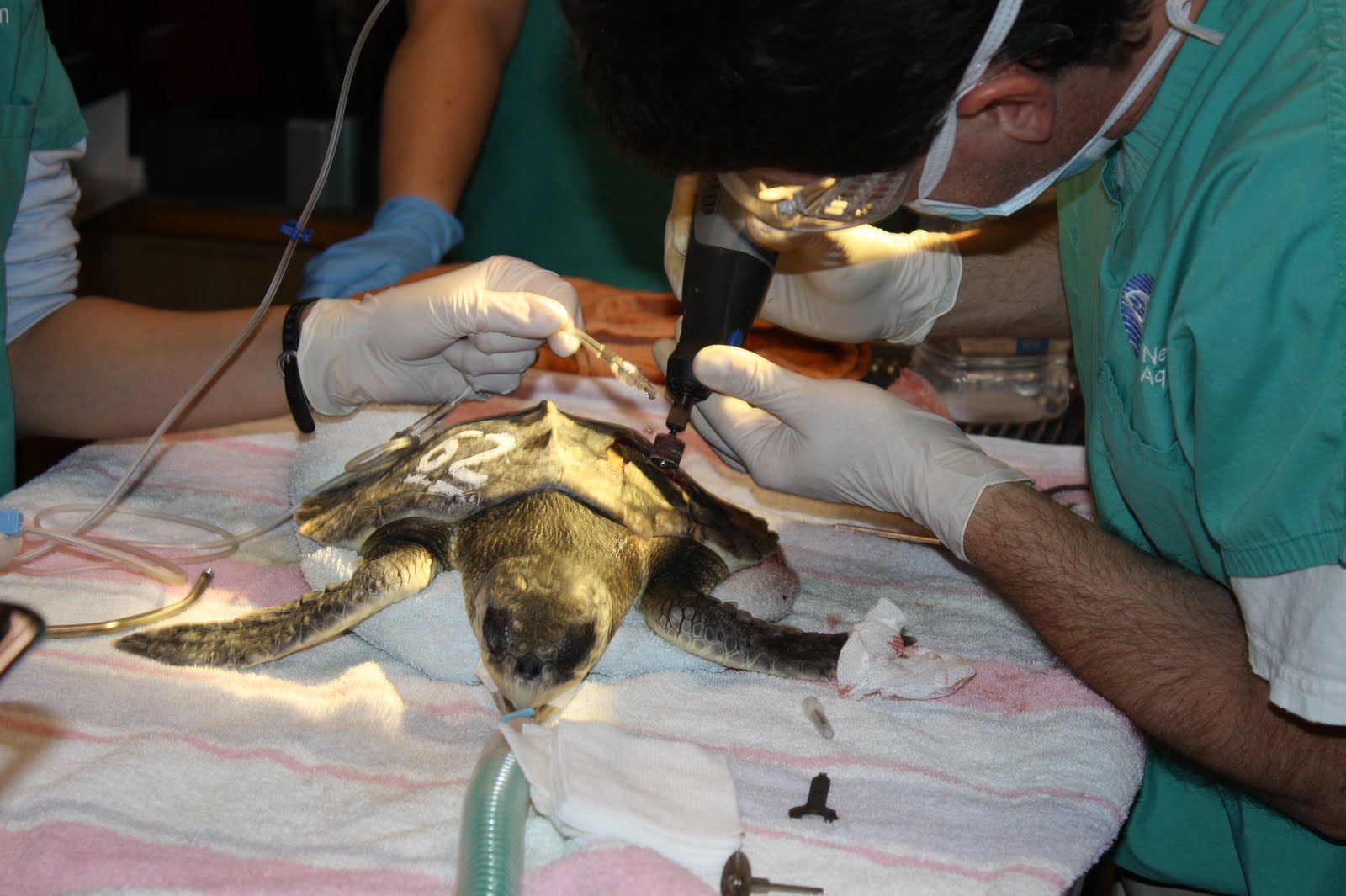 Marine Animal Rescue Team Blog