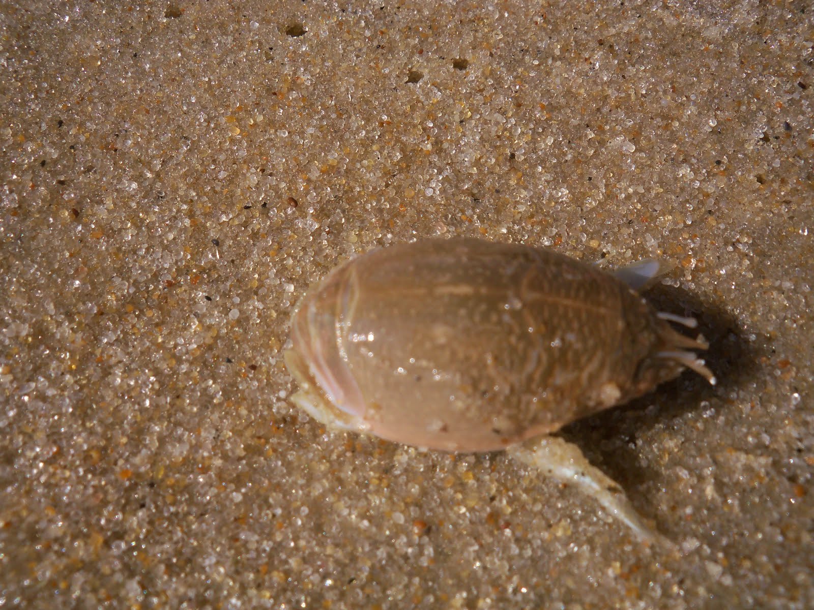 A Kid's Guide to Exploring Nature: Mole crabs: Tiny creatures of the surf