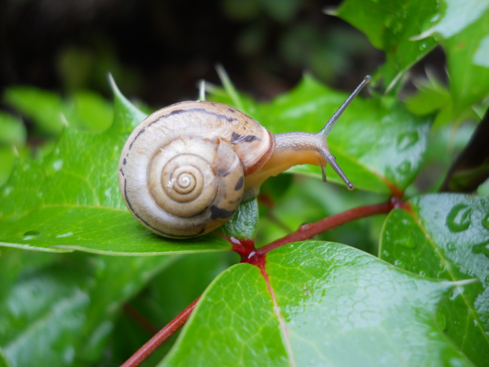 Perspective: Vine melcul suparat