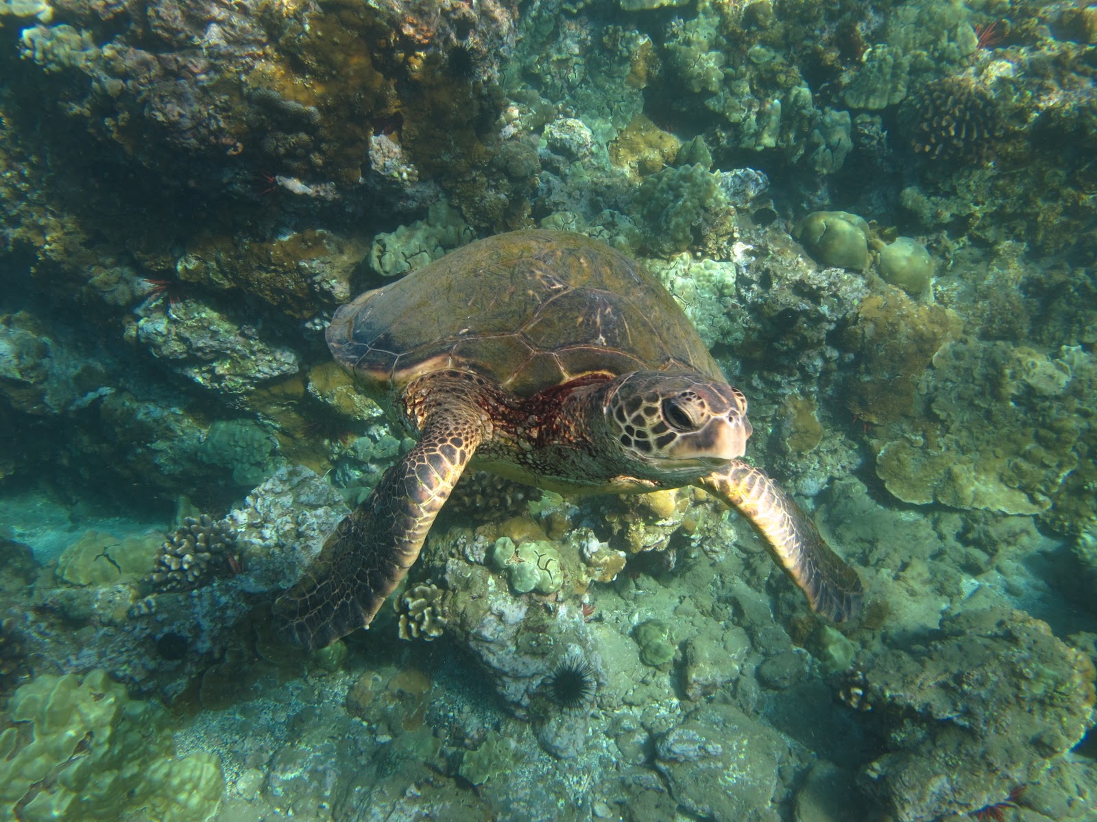MAUI ECO TOURS: Happy Honu (Hawaiian Green Sea Turtle)!!!