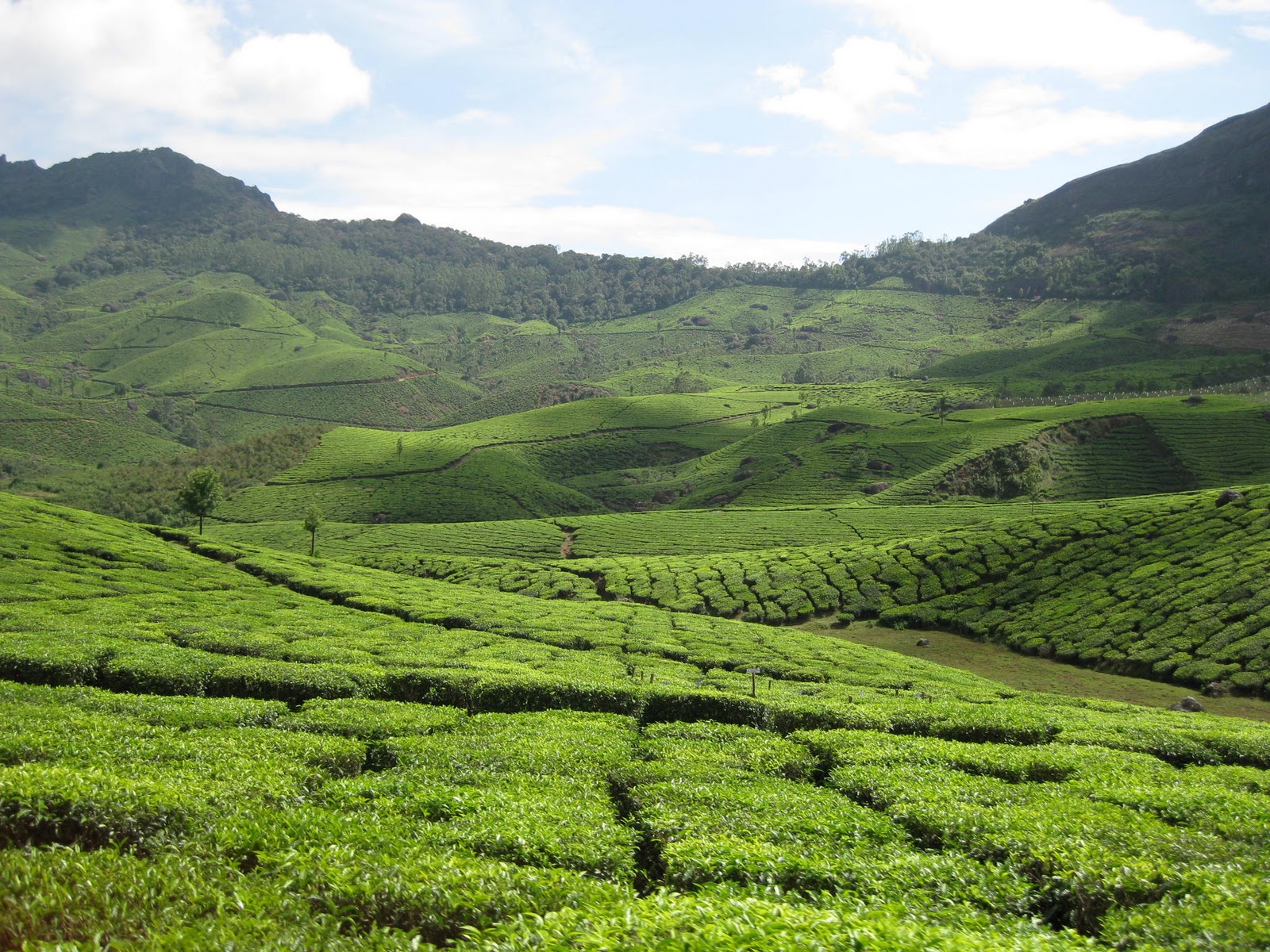 Claire and Jeff's Travels: Munnar the cool, cool hill station