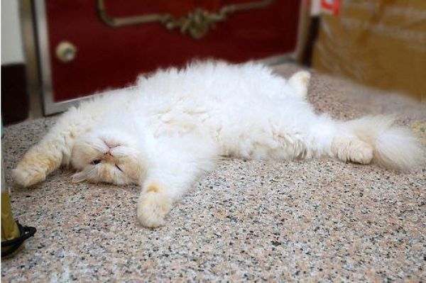 Funny Free Pics: Funny Himalayan Cat