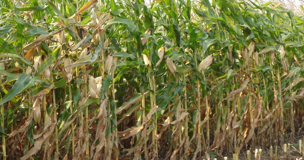 Life In The Country ~: Silage 101