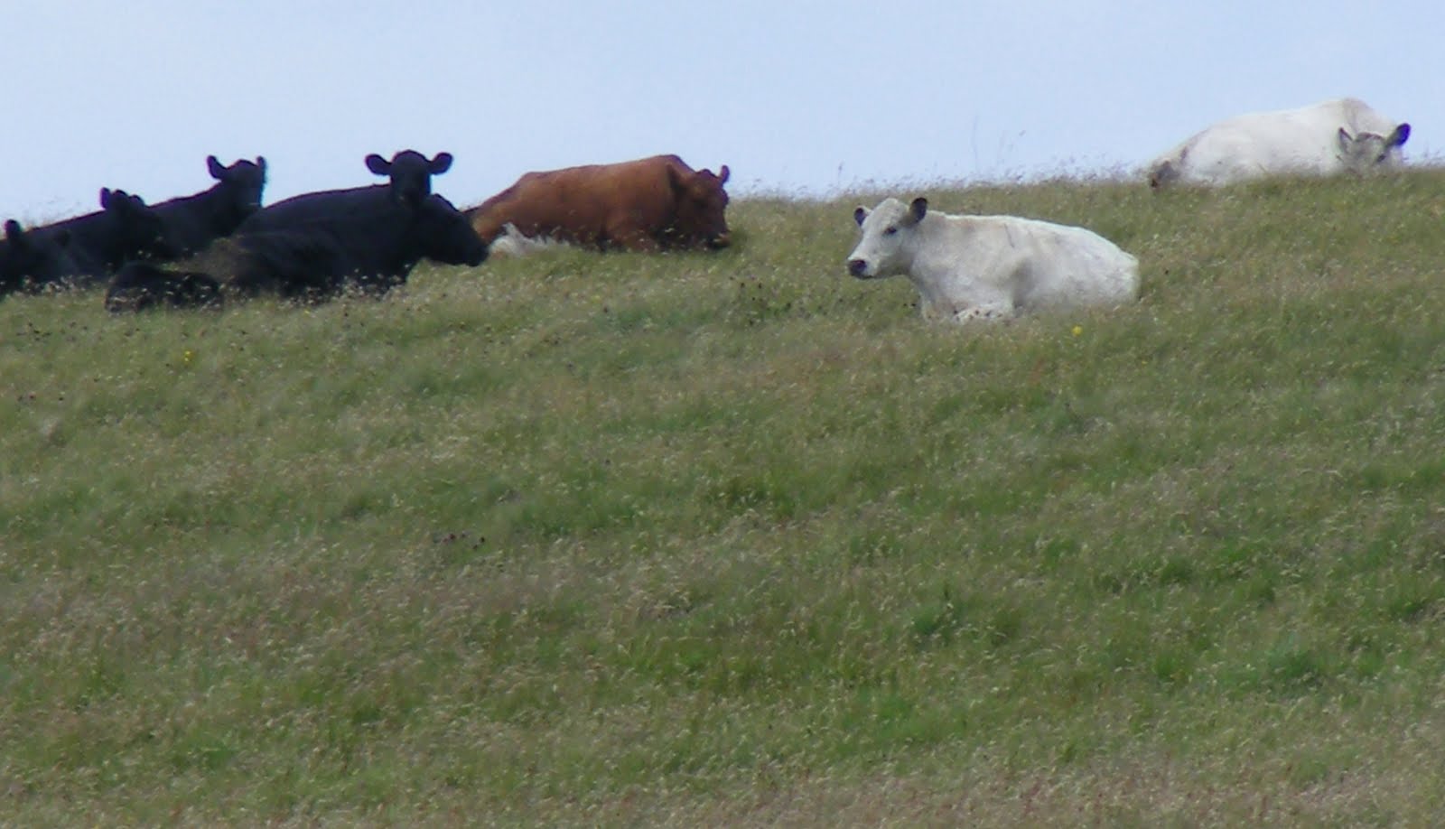 Notes from between the barriers: Swona Trip