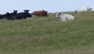 Notes from between the barriers: Swona Trip