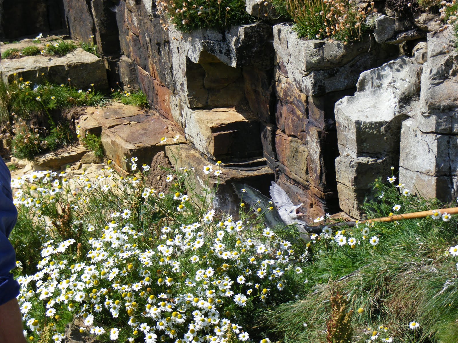 Notes from between the barriers: Swona Trip