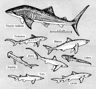 tiburones