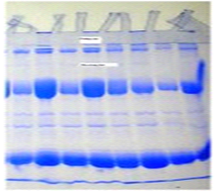 SDS-PAGE: STACKING GEL and RESOLVING GEL