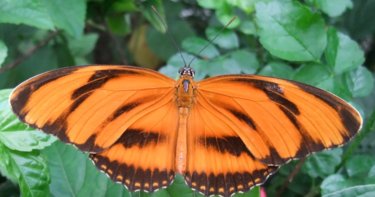 TravelVision: Florida – A great Place to Metamorphosize