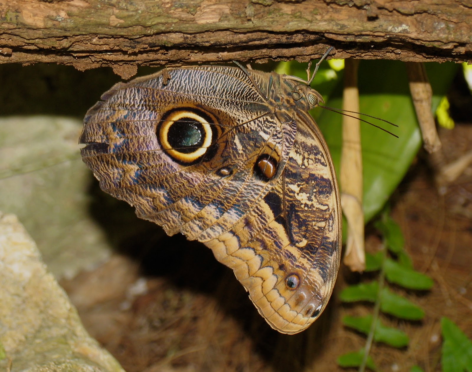 TravelVision: Florida – A great Place to Metamorphosize