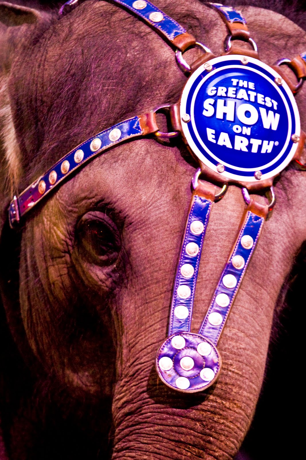 THE BALLOON MAN: RINGLING BLUE UNIT ASIAN ELEPHANTS