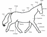 mi mundo de caballos: Las partes del caballo