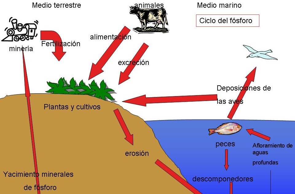 ciclos de la naturaleza: ciclo del fosforo