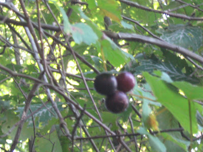 Eating Green: Chestnut Oak (quercus prinus)