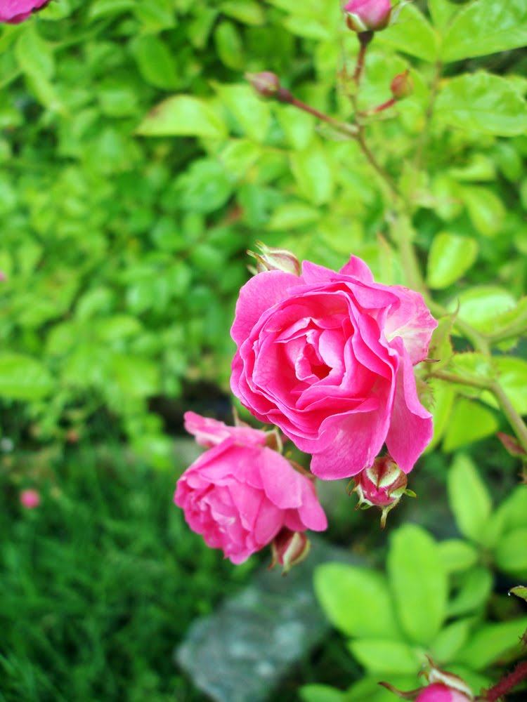 Spiralling Inward ~ Connecting Outward: My Wild Irish Rose