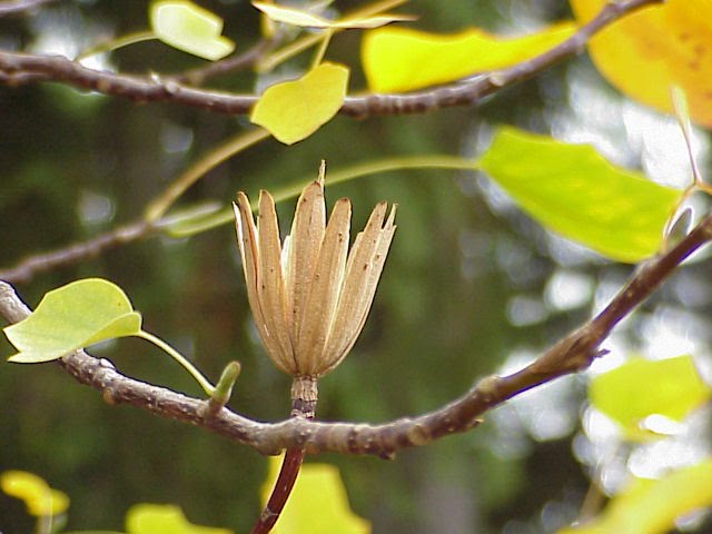 Natures Rhythm Seed Pods