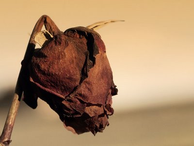 Minhas Neuroses: Jardim de Flores Mortas