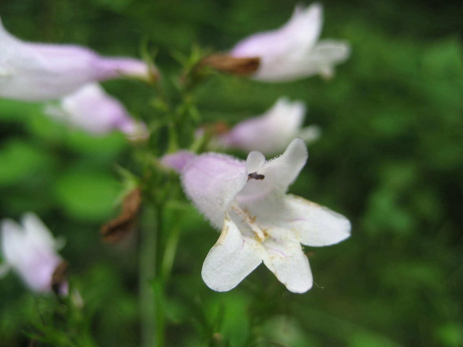 Best of Luck Placing it Elsewhere: June 2010