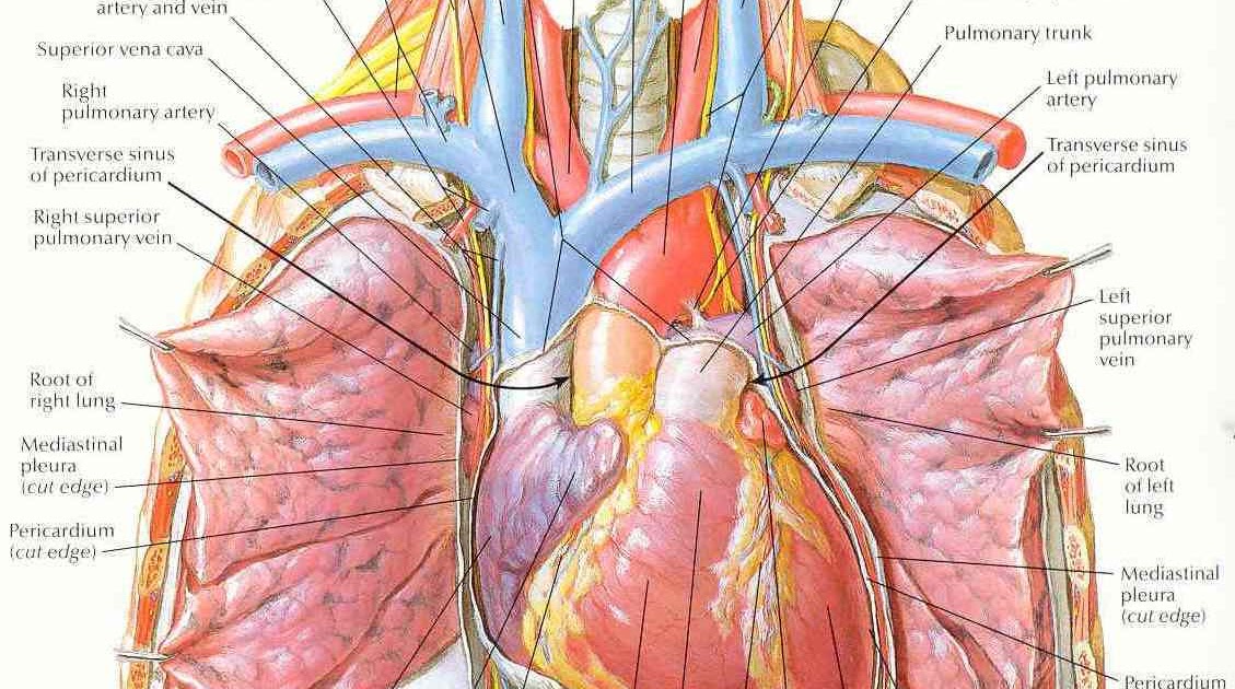Pedi cardiology: Pericardial reflections