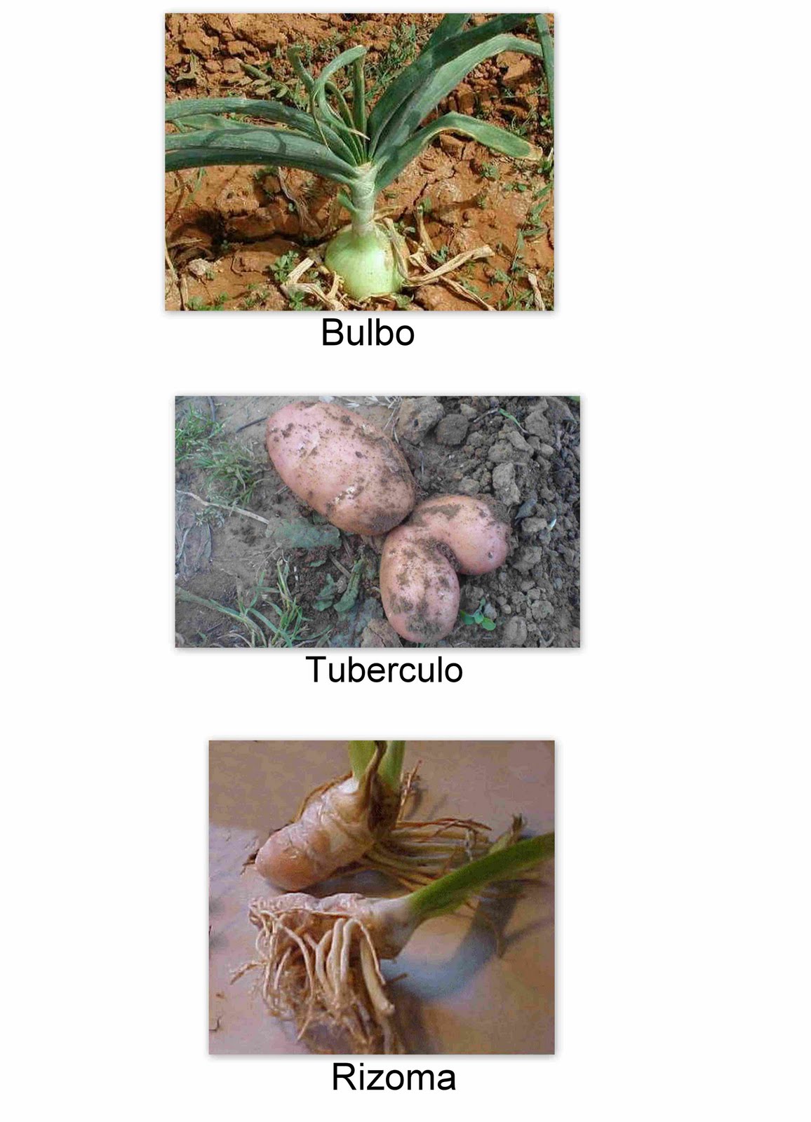 TALLO - BIONATURALIST