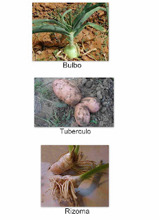 TALLO - BIONATURALIST