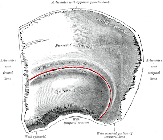 anatomia fácil anexos: sutura escamosa