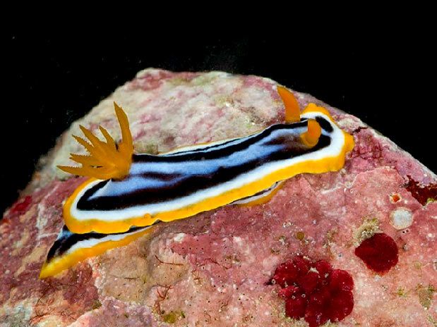 Bicho Eh O Bicho: Censo da Vida Marinha