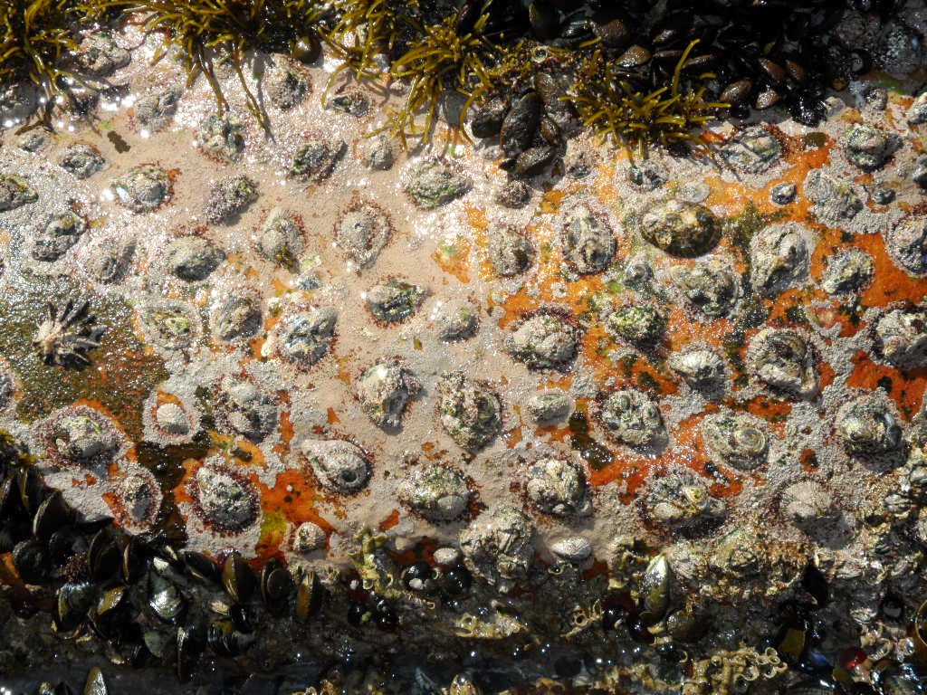 A Squid's Ink: Trick or Treat!