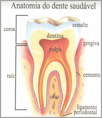ANATOMIA DE UM DENTE