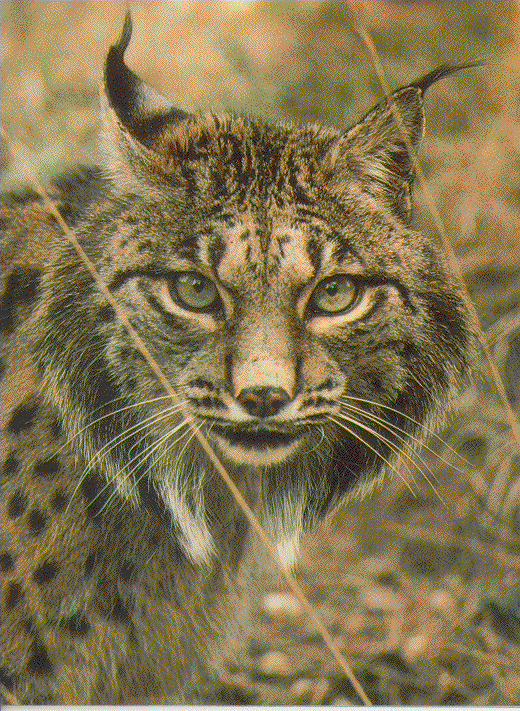 el lince iberico: el lince ibérico