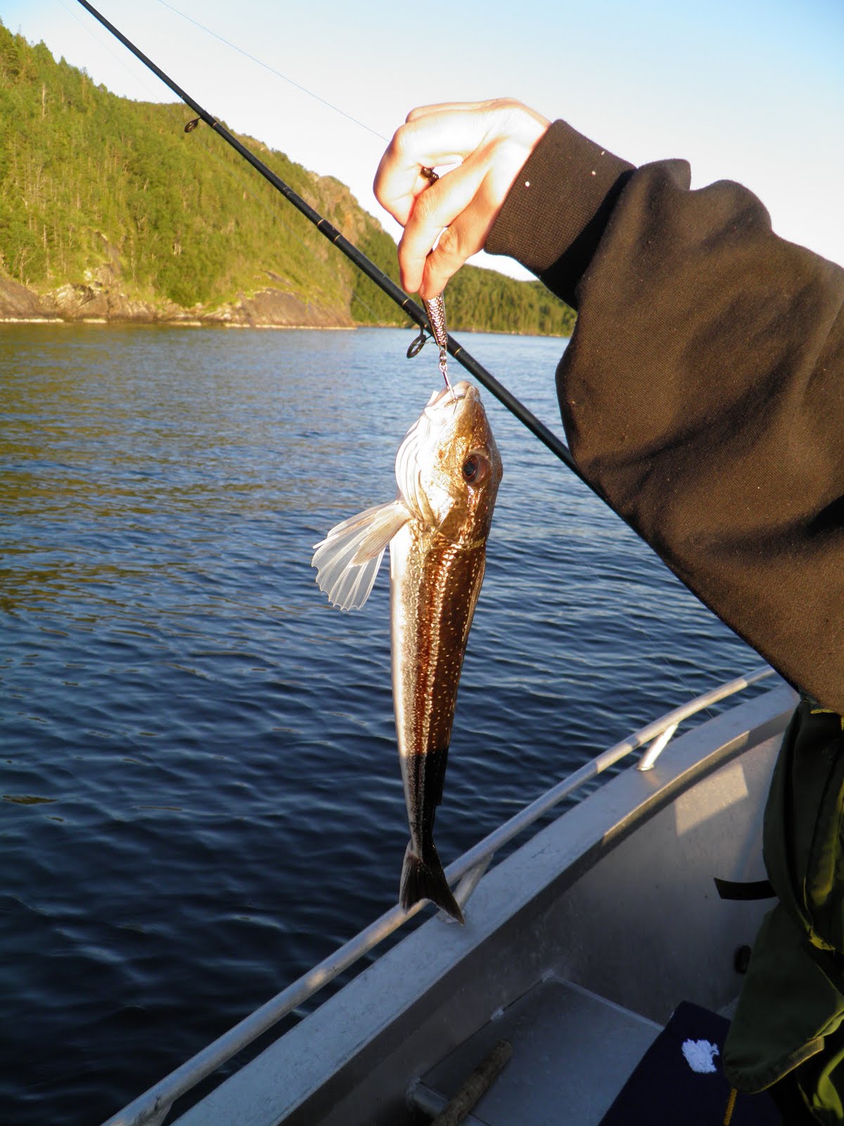 Per Ivars mat & jakt: Mycket fisk i Norge!