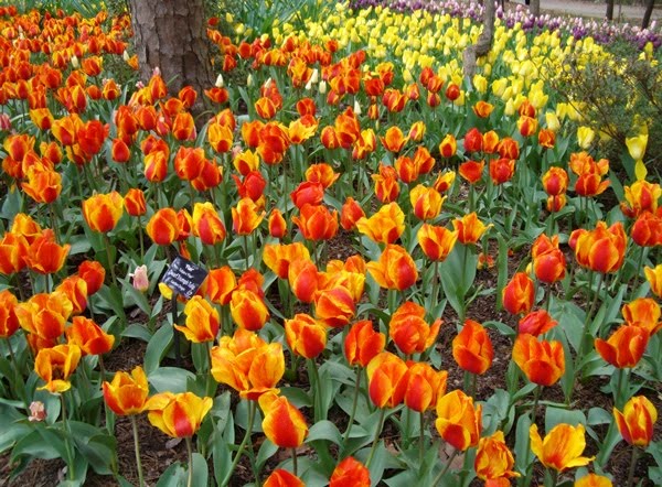 DustyOak: Tulip Festival - Hot Springs, Arkansas