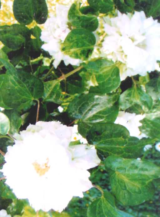 Elaine's Creative Works: Gorgeous double white Clematis