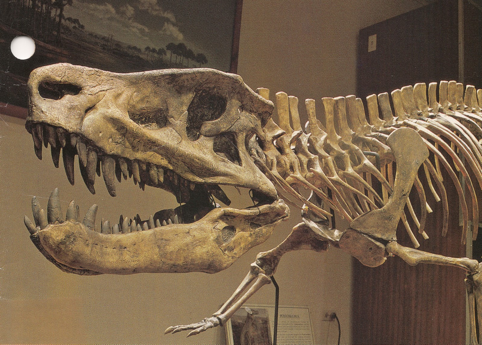 The Forgotten Archosaurs: November 2010