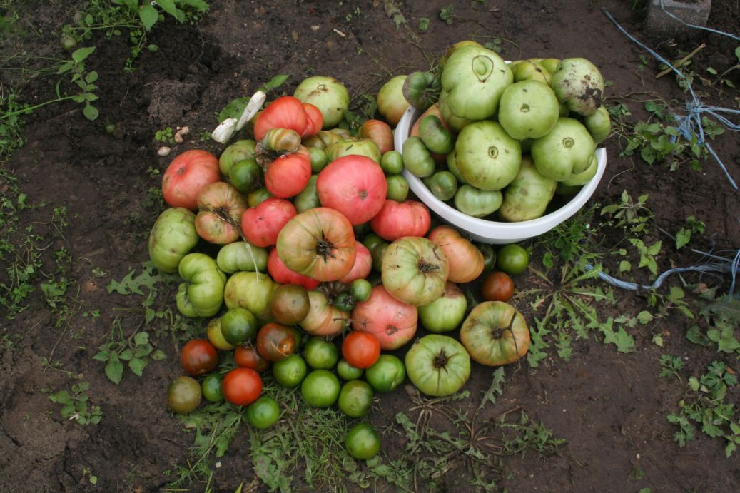 ciftligimizde neler yapiyoruz?: Kirmizi domates-Yesil domates