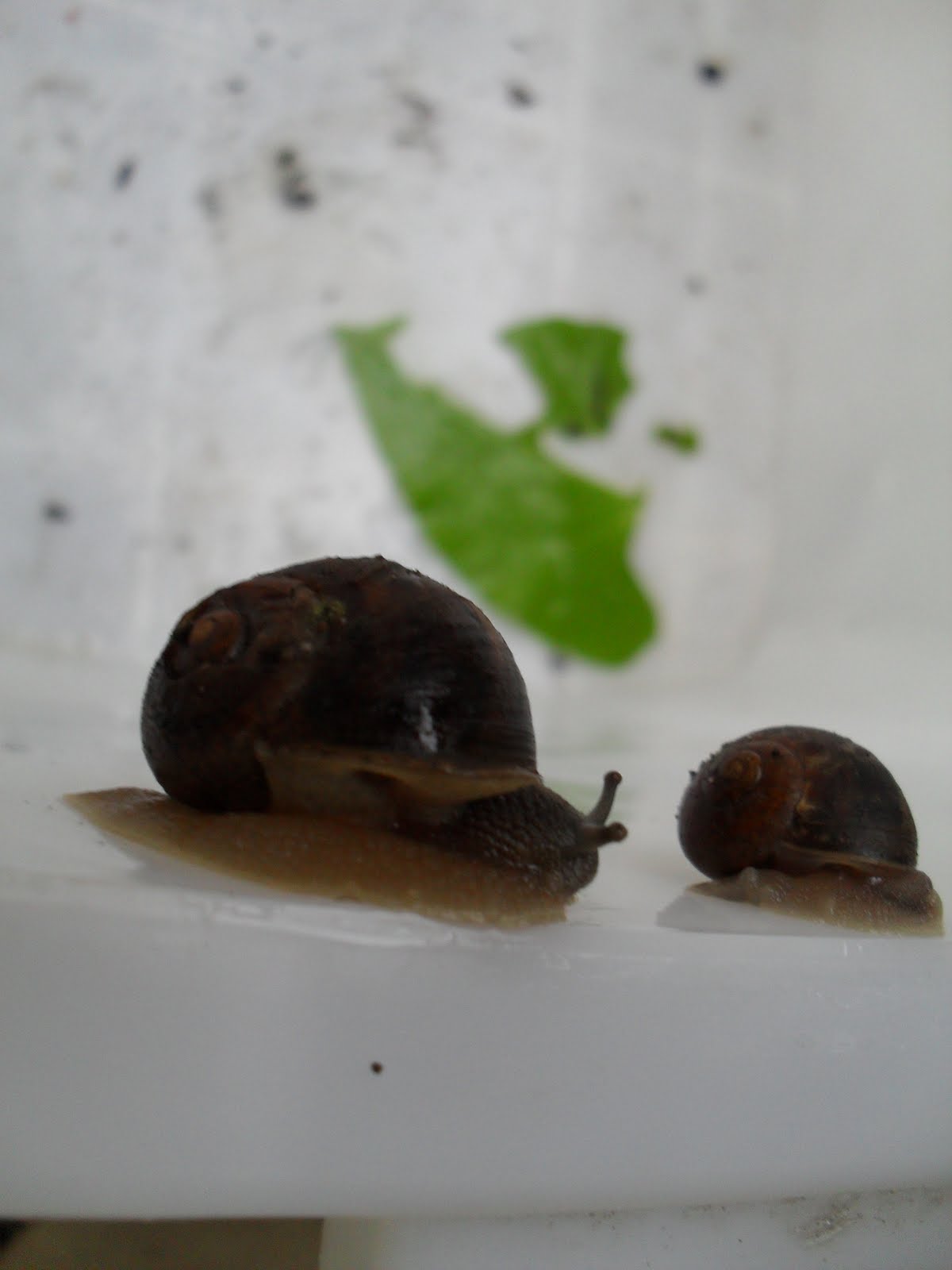funky frontyard farmers: chapter 9: snail trails and easter egg hunts