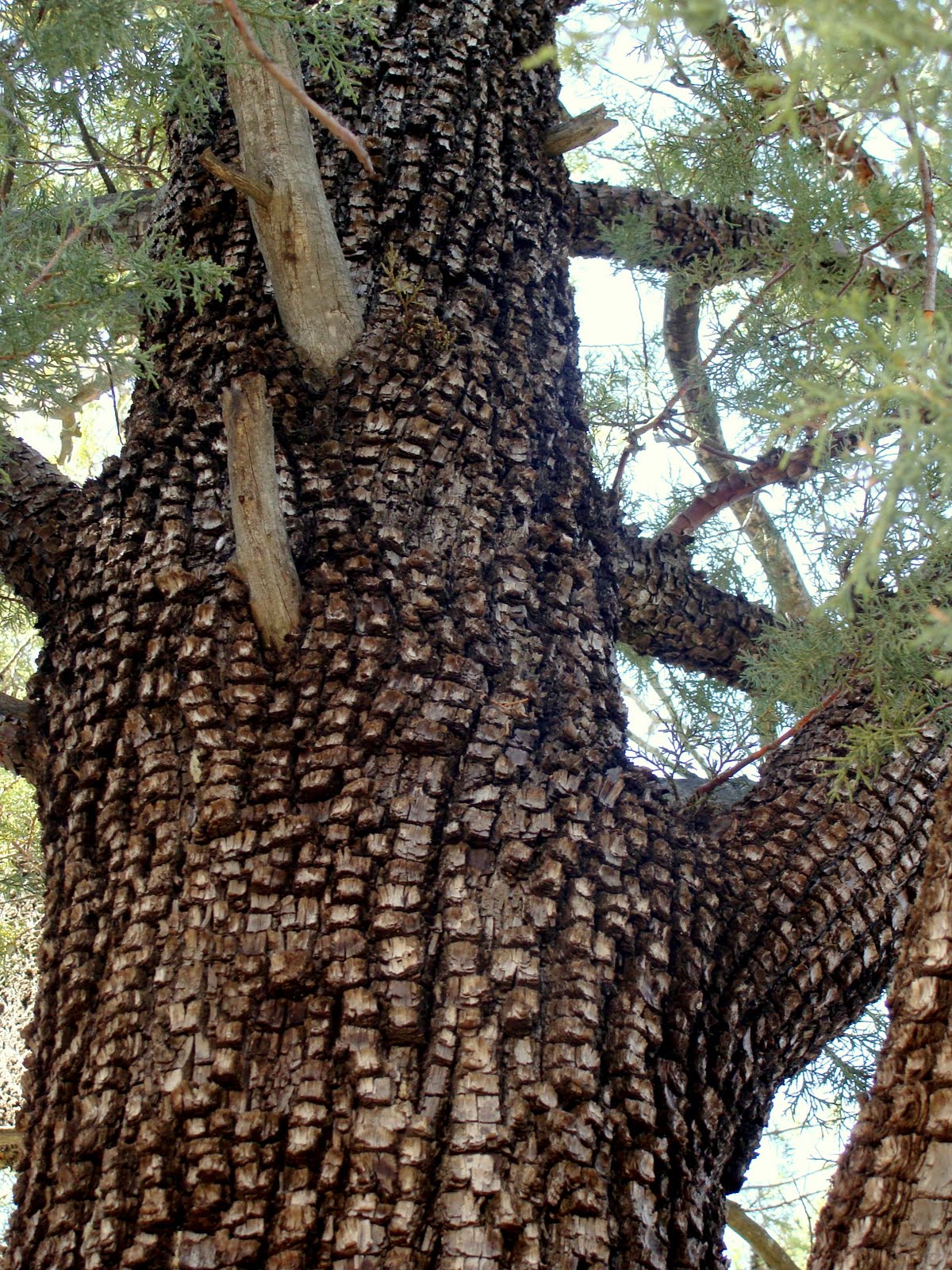 Book Journeys: Alligator Juniper Trees