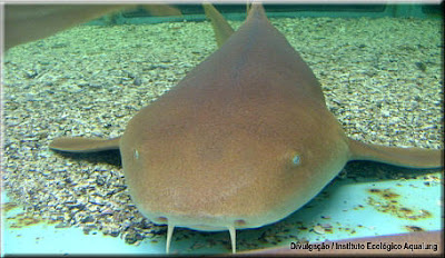 Conhecer os animais: TUBARÃO LIXA