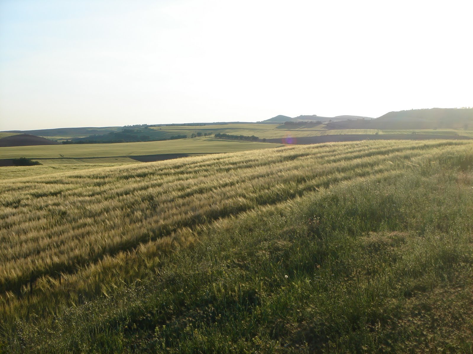 Historia y Genealogía: Loranca del Campo y Olmedilla del Campo.
