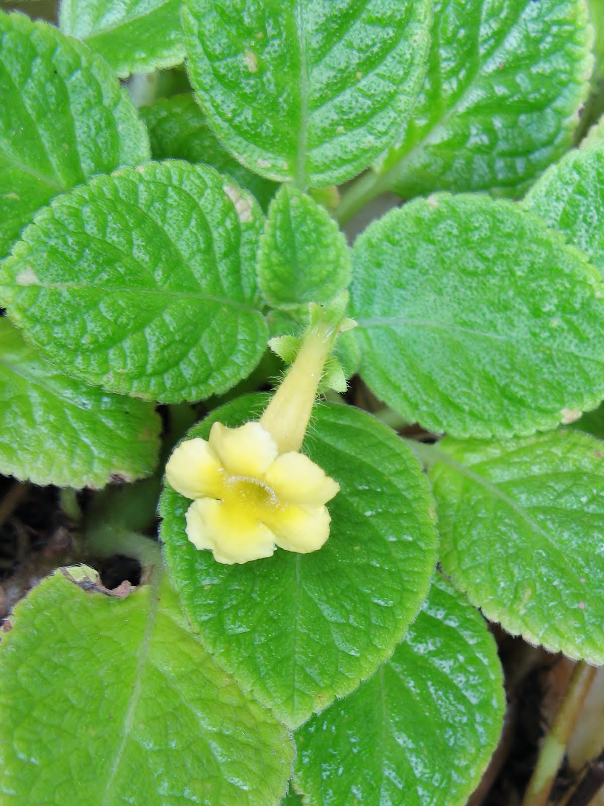 UMI & TSURU: Yellow Flower Episcia
