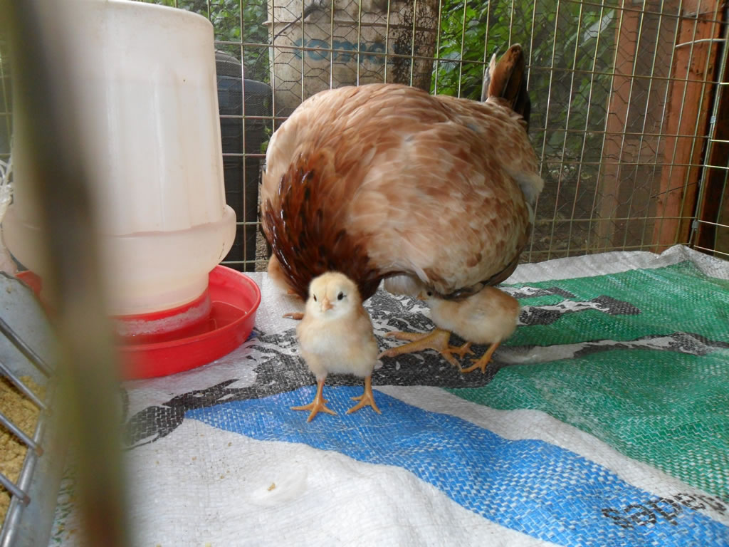 el viBrero: Nacimiento de Pollitos