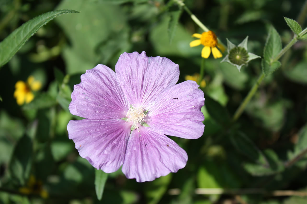 el viBrero: Plantas que florean a fines de Septiembre y Octubre