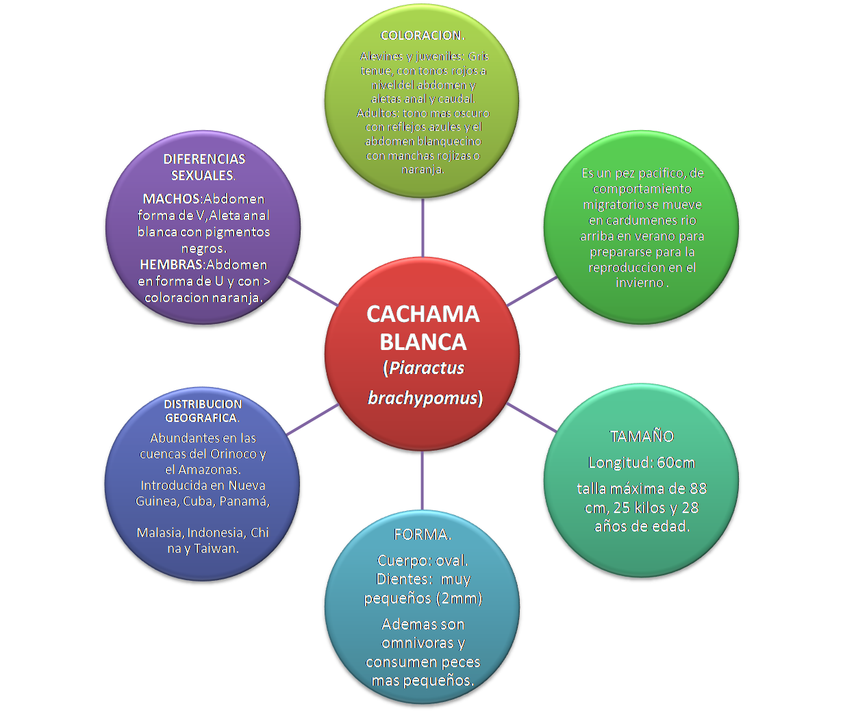 CACHAMA BLANCA (Piaractus brachypomus): PRODUCCION DE CACHAMA