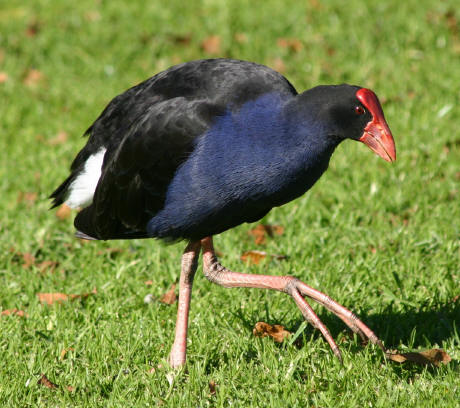 The Paddock: Pukeko and fog